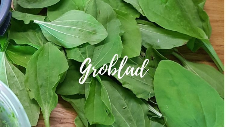 Groblad - Røysheim Urteverksted