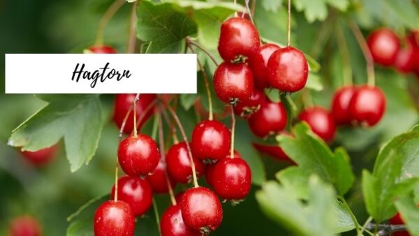 Hagtorn - Røysheim Urteverksted